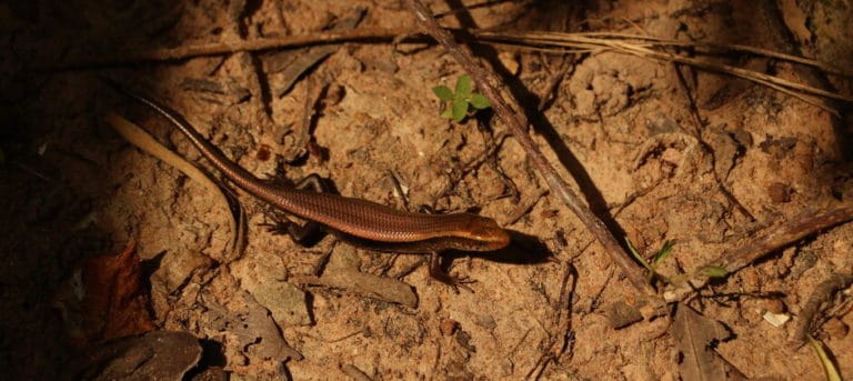 A fifth of the world’s skinks face extinction - The Wildlife Society