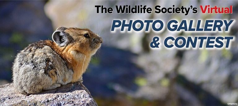 Wildlife photo contest registration now open - The Wildlife Society