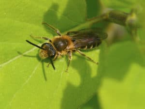 Home - The Wildlife Society