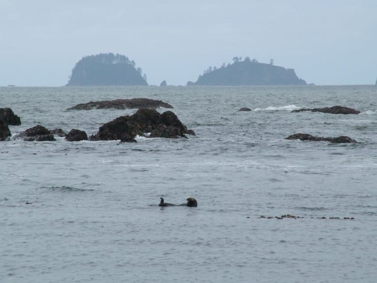 Decades-old sea otter translocations prove successful - The Wildlife ...