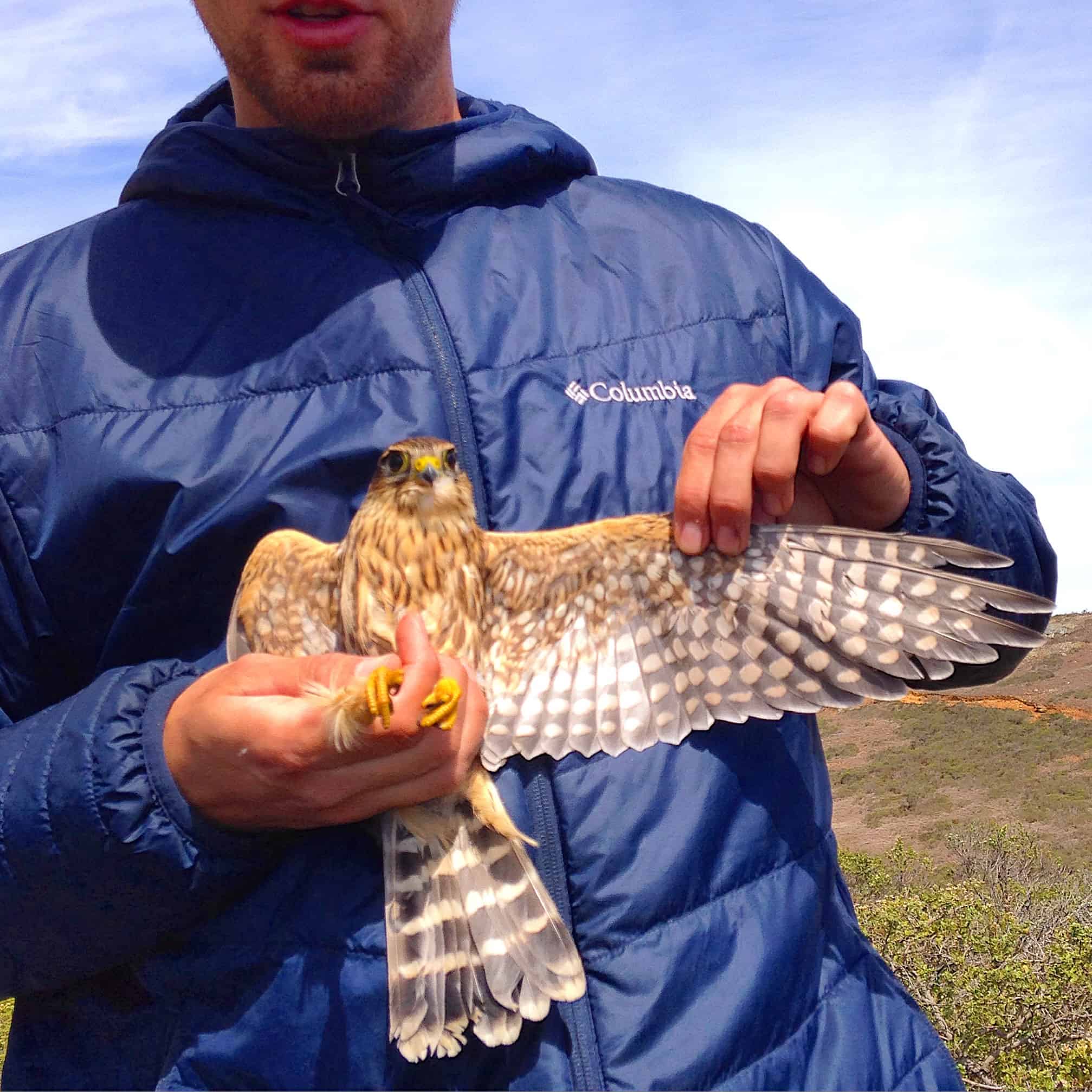 Songbirds fuel merlin migration - The Wildlife Society