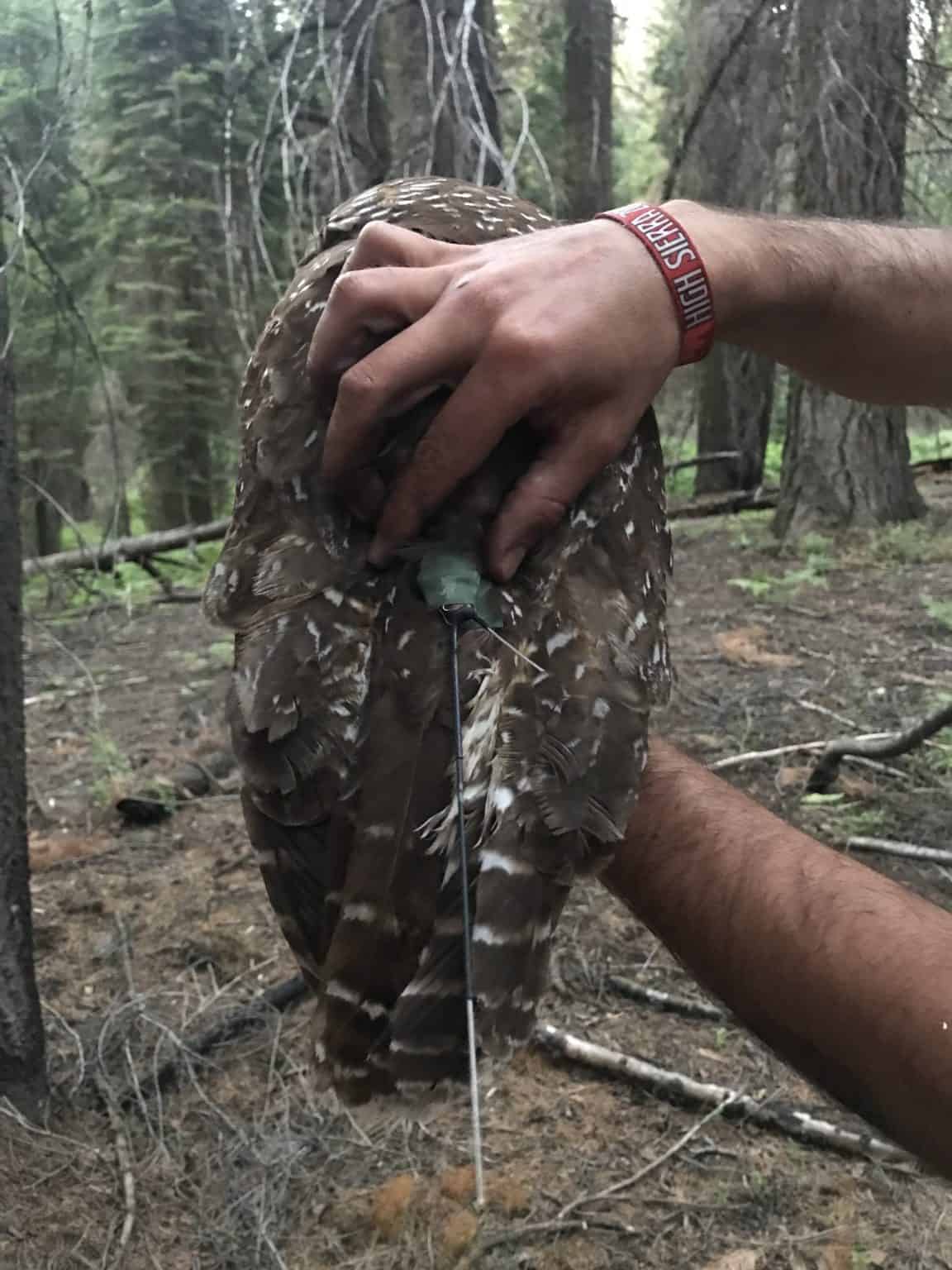 Wild Cam: Spy gear reveals spotted owl habits - The Wildlife Society