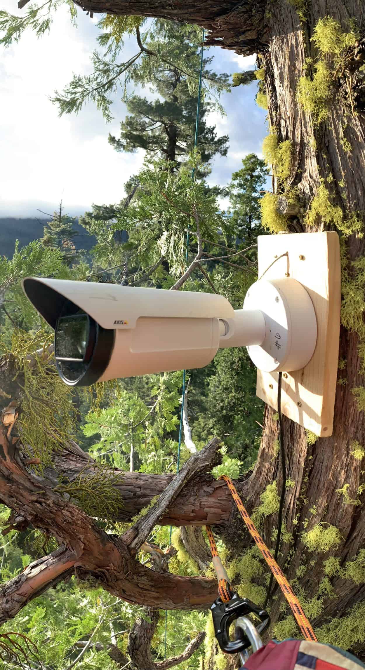 Wild Cam: Spy gear reveals spotted owl habits - The Wildlife Society