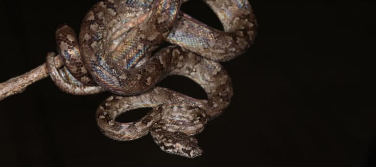 New wide-eyed boa discovered in Dominican Republic - The Wildlife Society