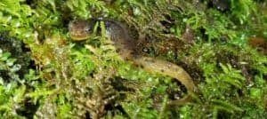 Amphibian conservation needs more than a biodiversity focus - The ...