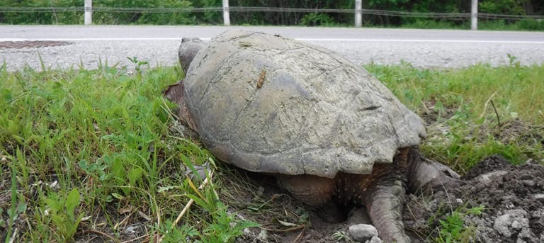Barriers and crossing structures can keep turtles safe - The Wildlife ...