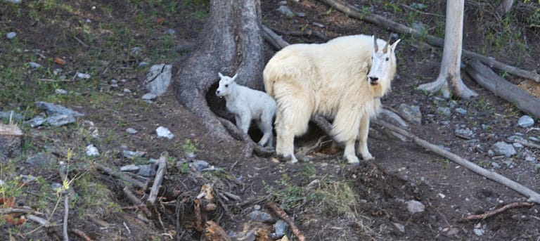 Mountain goat gores grizzly to death in British Columbia - The Wildlife ...