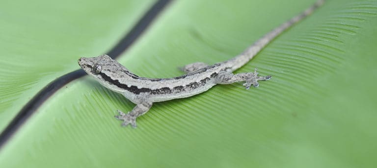 Watch: Geckos can climb, hang, and even glide - The Wildlife Society