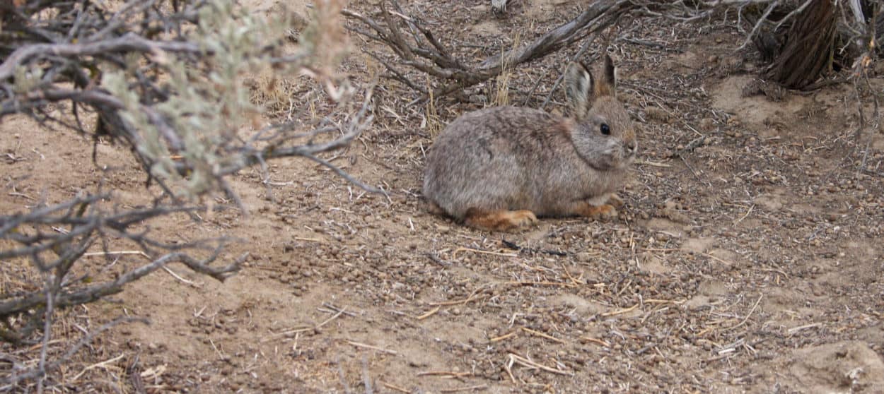 Watch: Oregon biologists survey for pygmy rabbits - The Wildlife Society