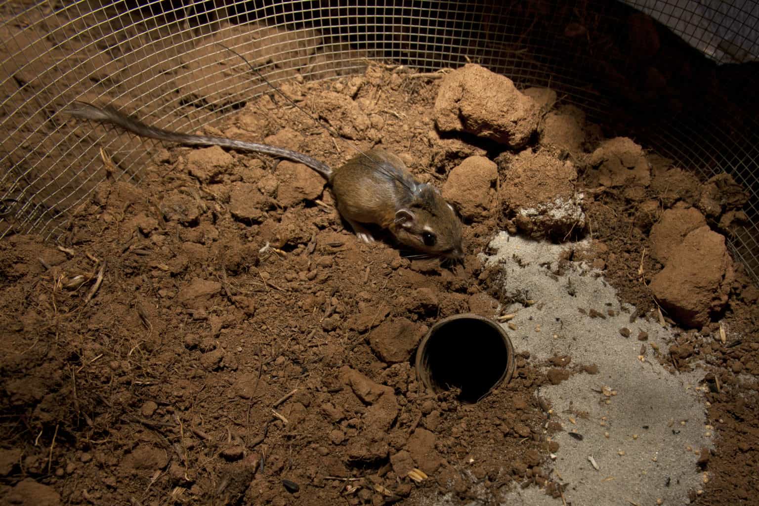 The keys to successful endangered rat neighborhoods - The Wildlife Society