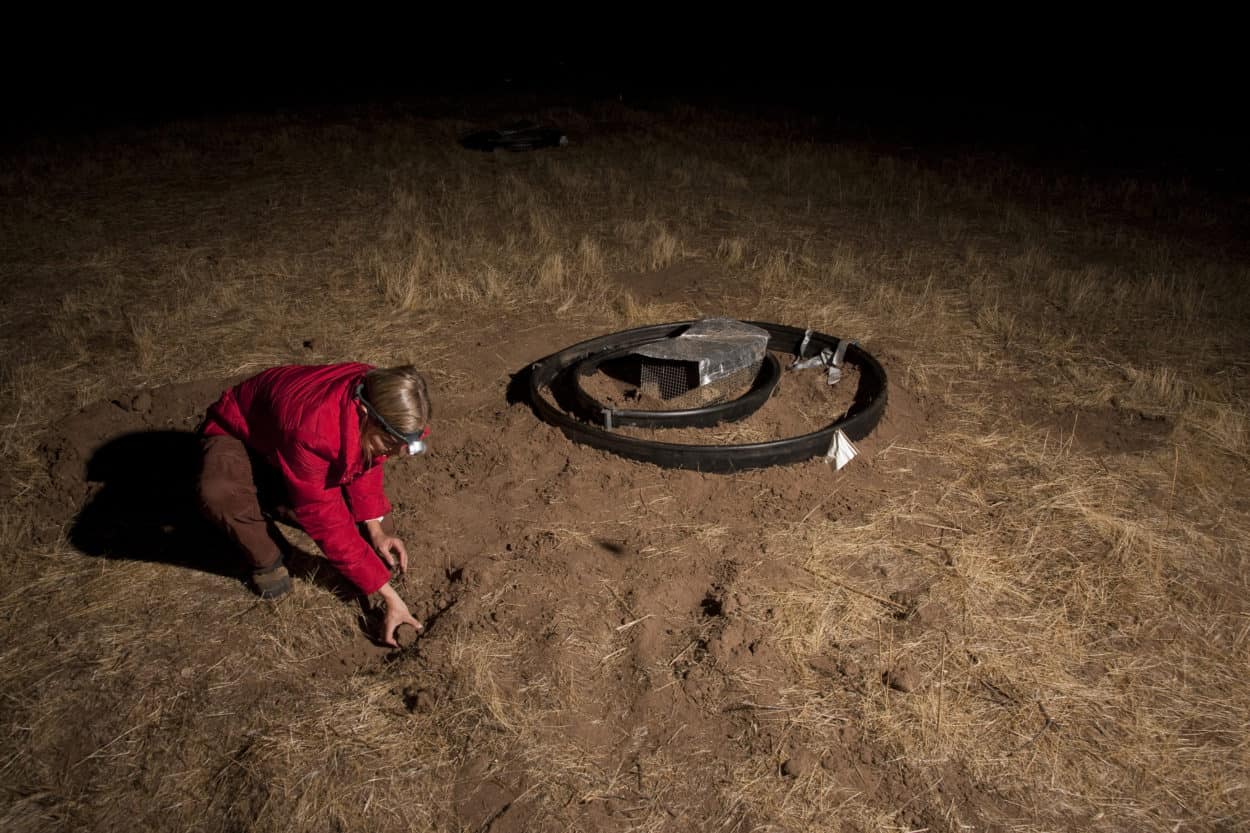 The keys to successful endangered rat neighborhoods - The Wildlife Society