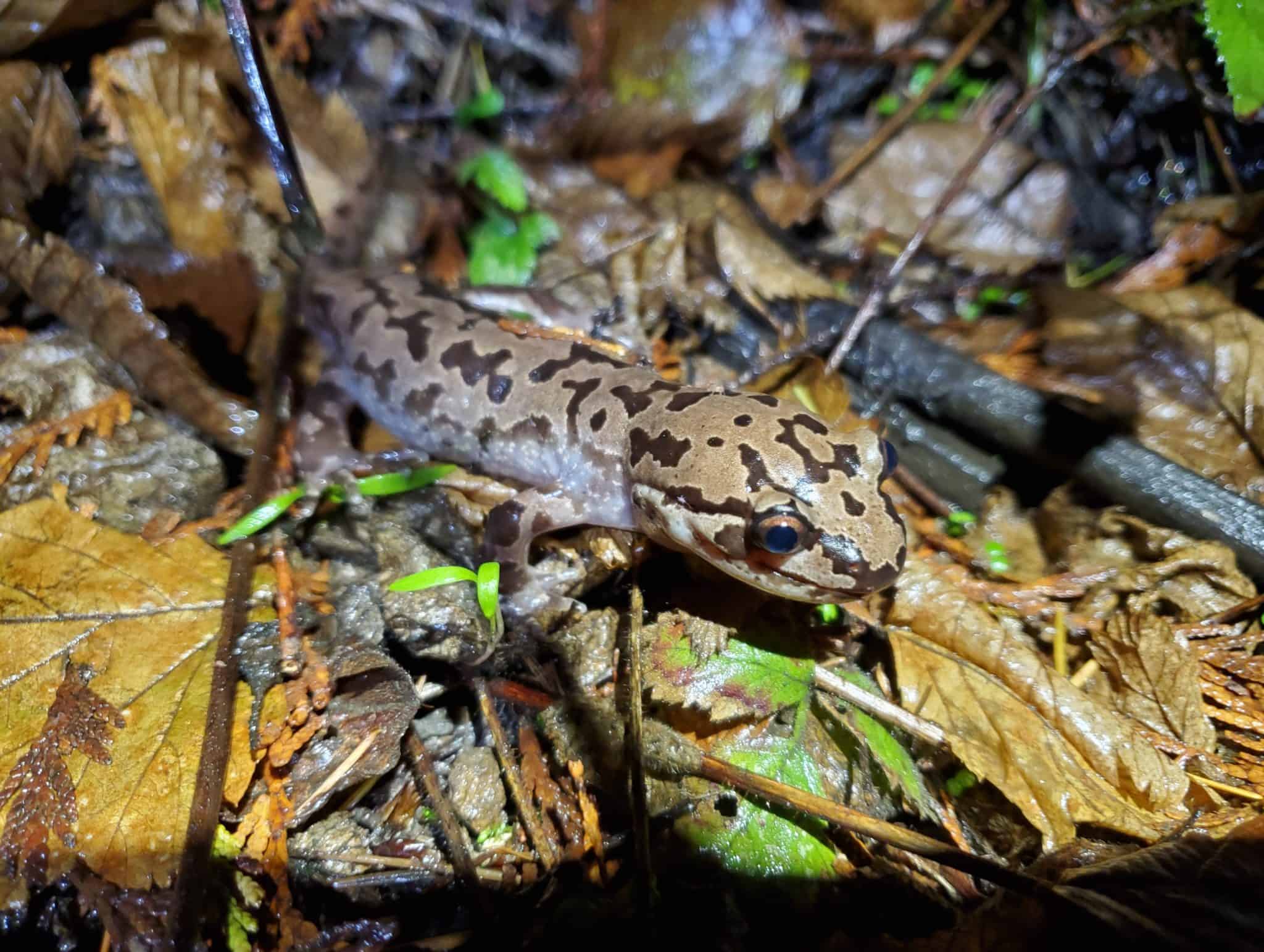 Amphibian conservation needs more than a biodiversity focus - The ...