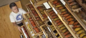 Climate warming changes bird migration timing and body size - The ...