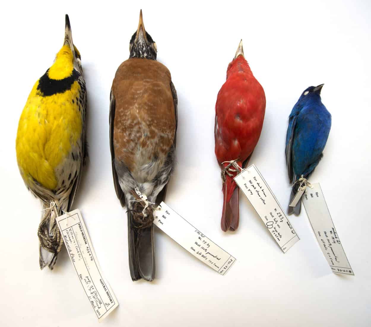 Climate warming changes bird migration timing and body size - The ...