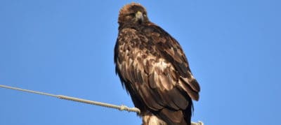 USFWS to streamline incidental take permits for eagles - The Wildlife ...