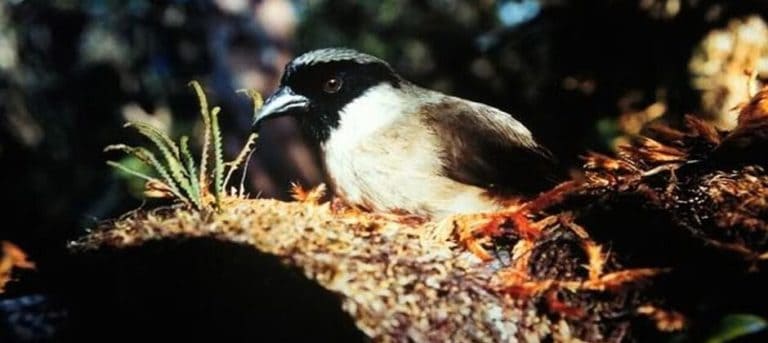 Kauai akialoa Archives - The Wildlife Society