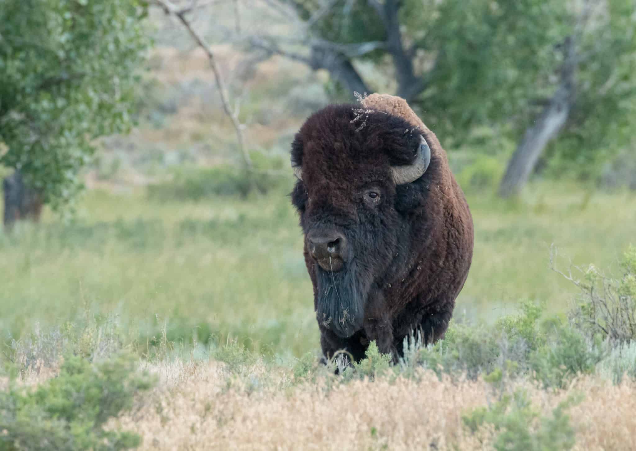 Bison grazing doesn’t impact grassland bird diversity - The Wildlife ...