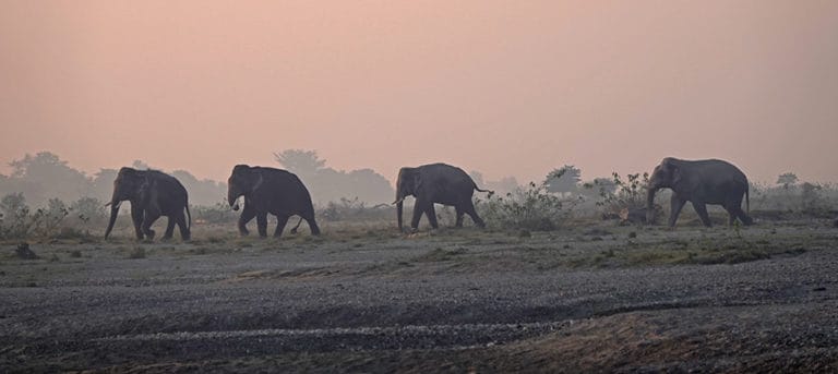 WSB: Adapting barriers keeps out wily elephants in India - The Wildlife ...