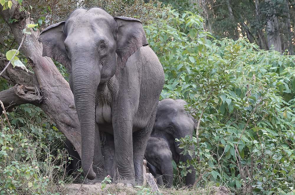 WSB: Adapting barriers keeps out wily elephants in India - The Wildlife ...