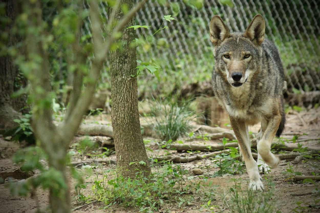 Could poachers jeopardize red wolf reintroduction? - The Wildlife Society