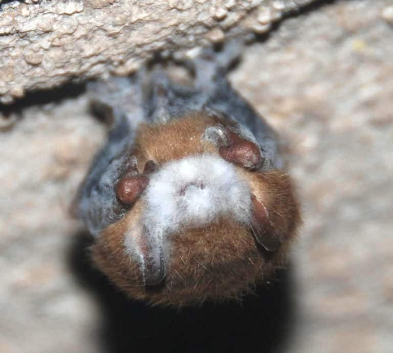 WNS takes a toll on West Virginia bat populations - The Wildlife Society
