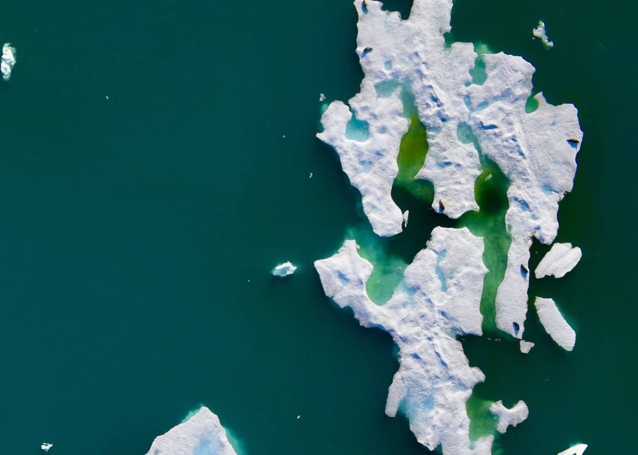 TWS2021: Climate change may shift seal prey in Arctic - The Wildlife ...