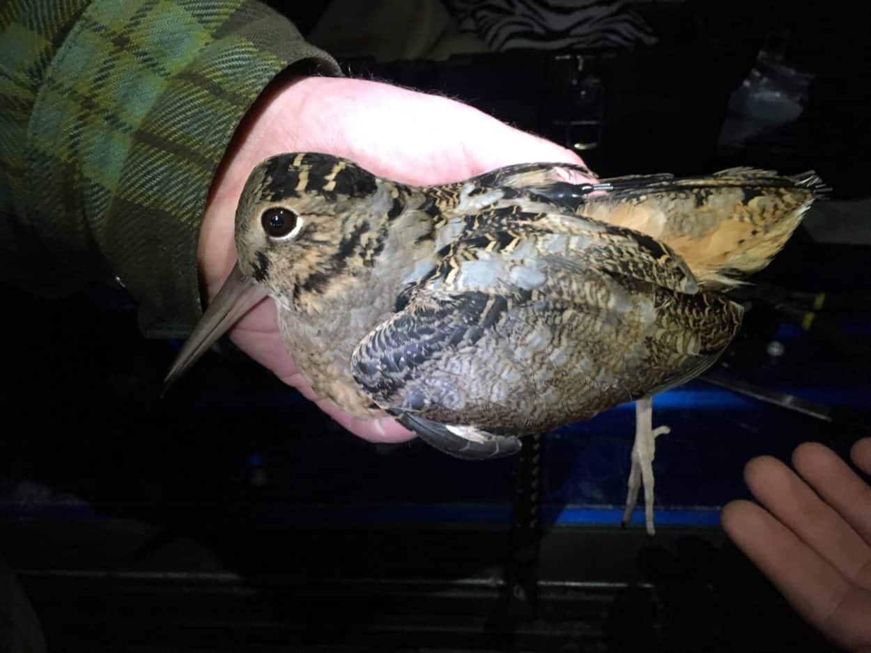 Eastern woodcock project takes advantage of federal dollars - The ...