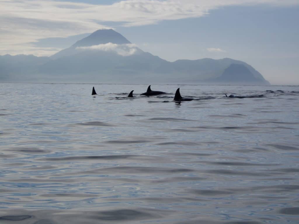 Wild Cam: Orcas to blame for Aleutian sea otter collapse - The Wildlife ...