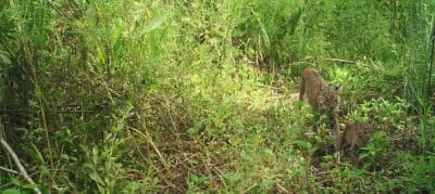 TWS2021: Pythons limit bobcat presence in Everglades - The Wildlife Society