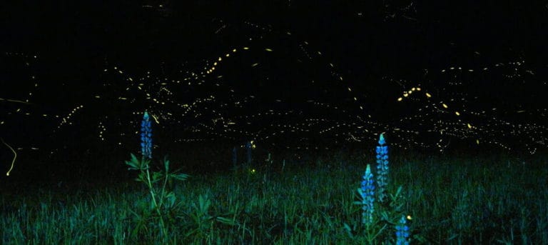 A third of North American firefly species face extinction - The ...