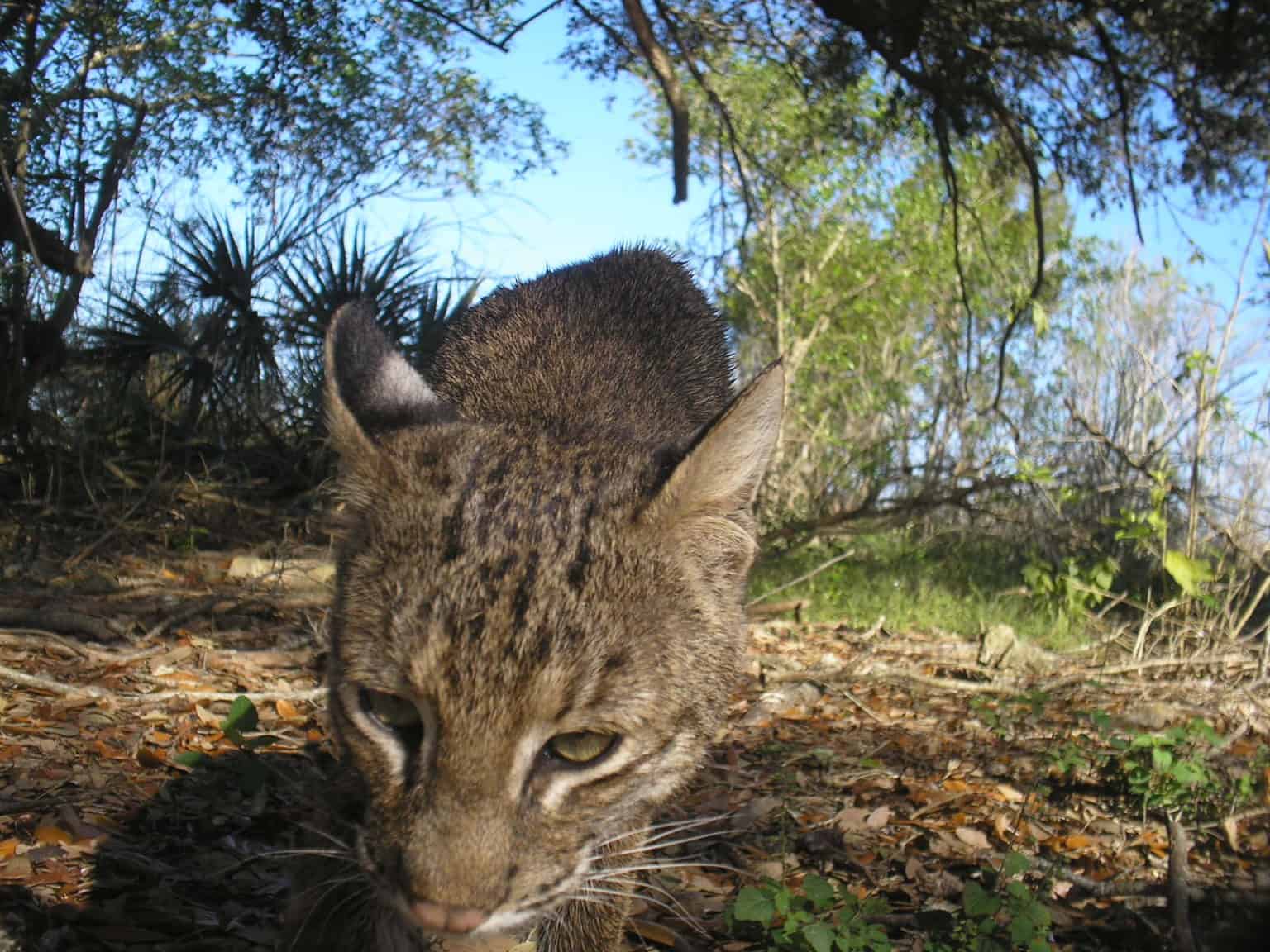 TWS2021: Pythons limit bobcat presence in Everglades - The Wildlife Society