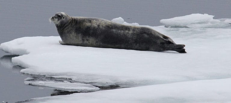 TWS2021: Indigenous hunters teach researchers about seals - The ...