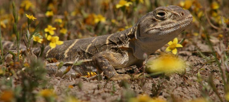 TWS2021: Using reptile scat to monitor endangered species - The ...