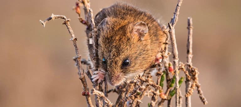 salt marsh harvest mouse Archives - The Wildlife Society