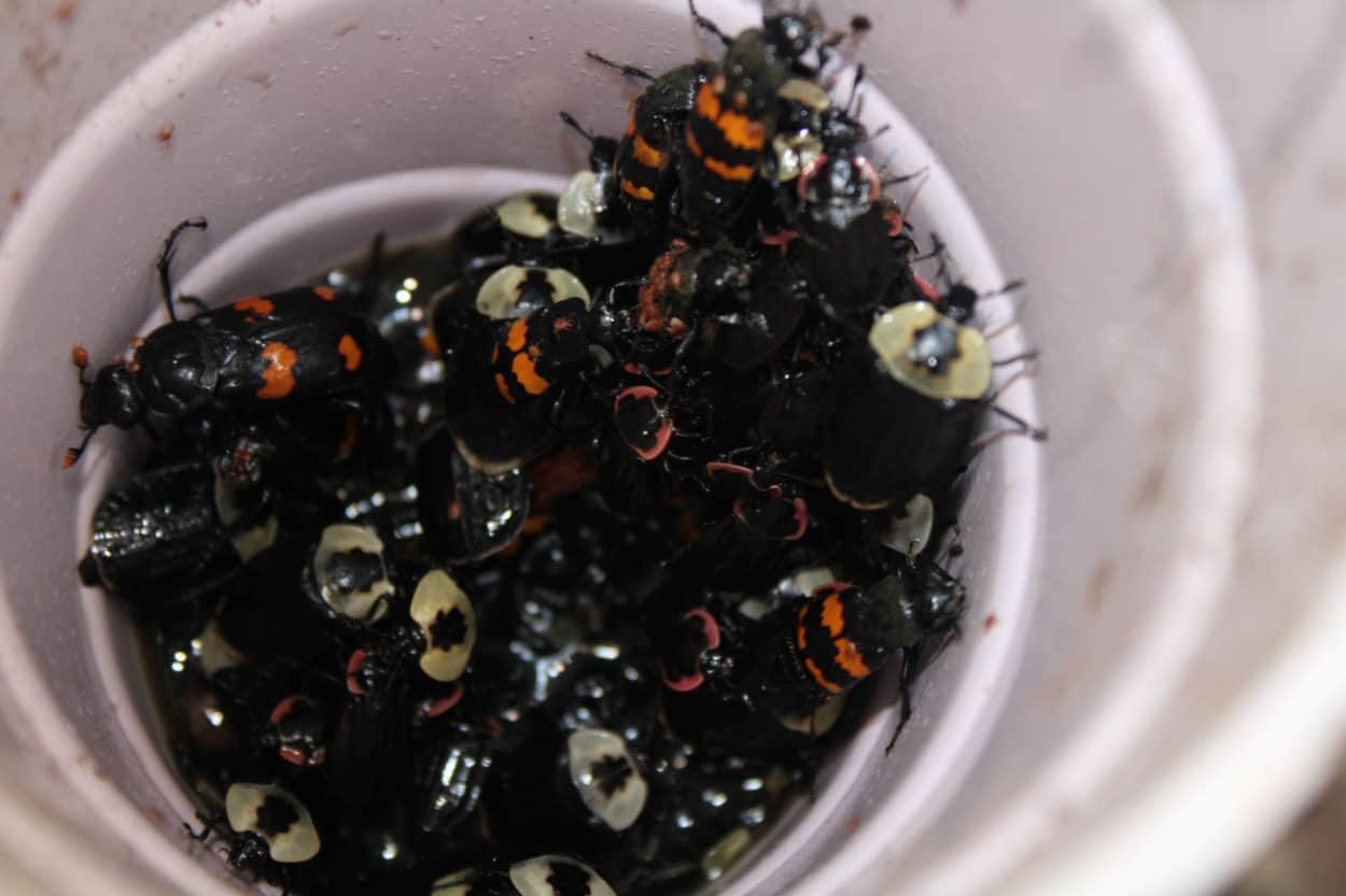 TWS2021: Carrion beetles carry on clues to the wildlife they eat - The ...
