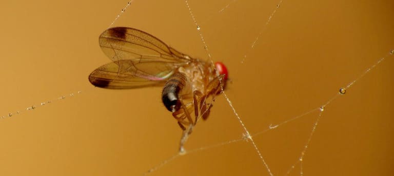 TWS2021: Do invasive fruit flies affect bird abundance? - The Wildlife ...