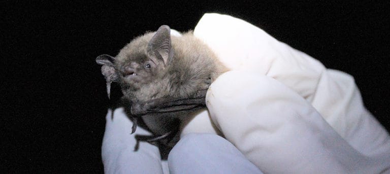 Forest management doesn’t stop Indiana bats from foraging - The ...