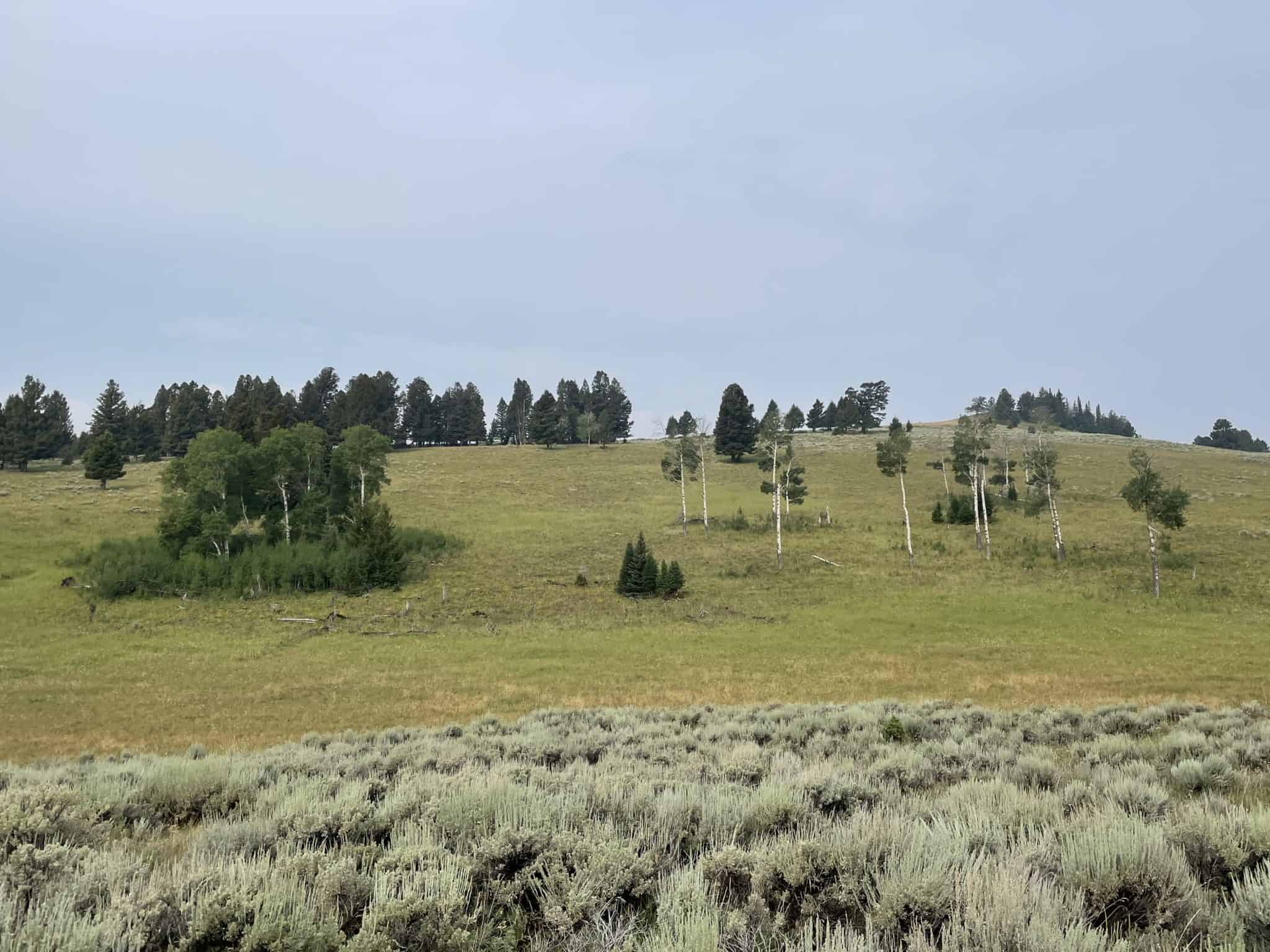Research casts doubt on strength of Yellowstone aspen recovery after ...