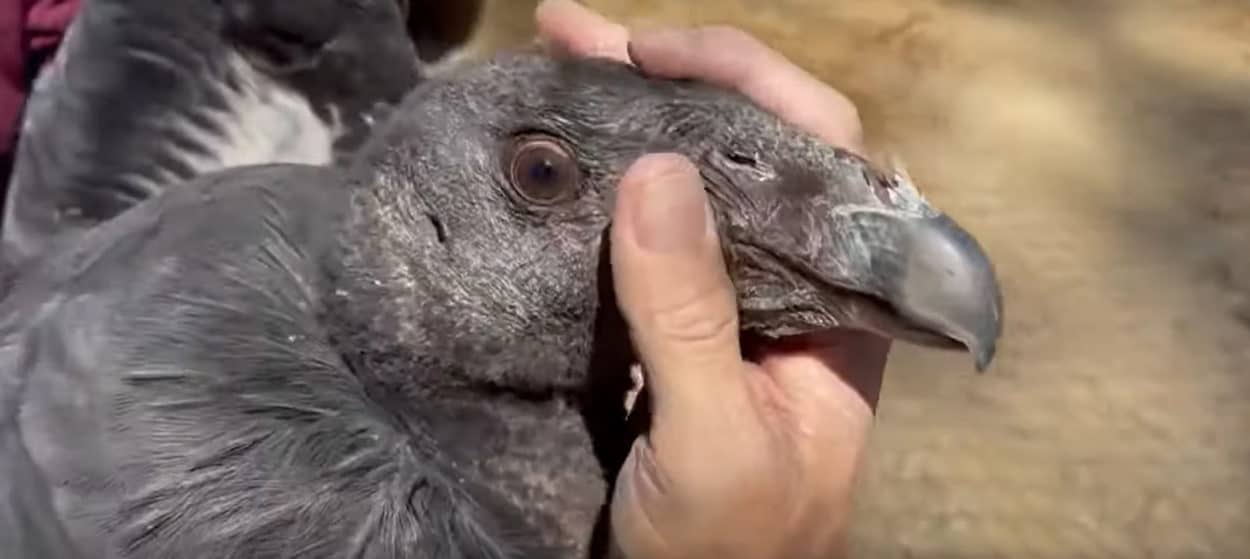Watch: Condor chick Iniko released back into the wild - The Wildlife ...