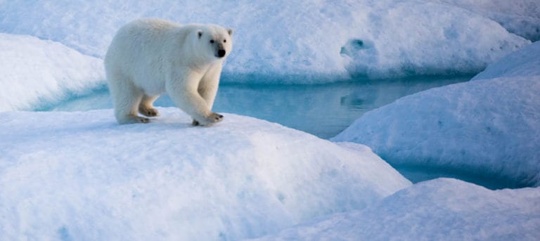 Polar bear diets reveal a changing Arctic - The Wildlife Society