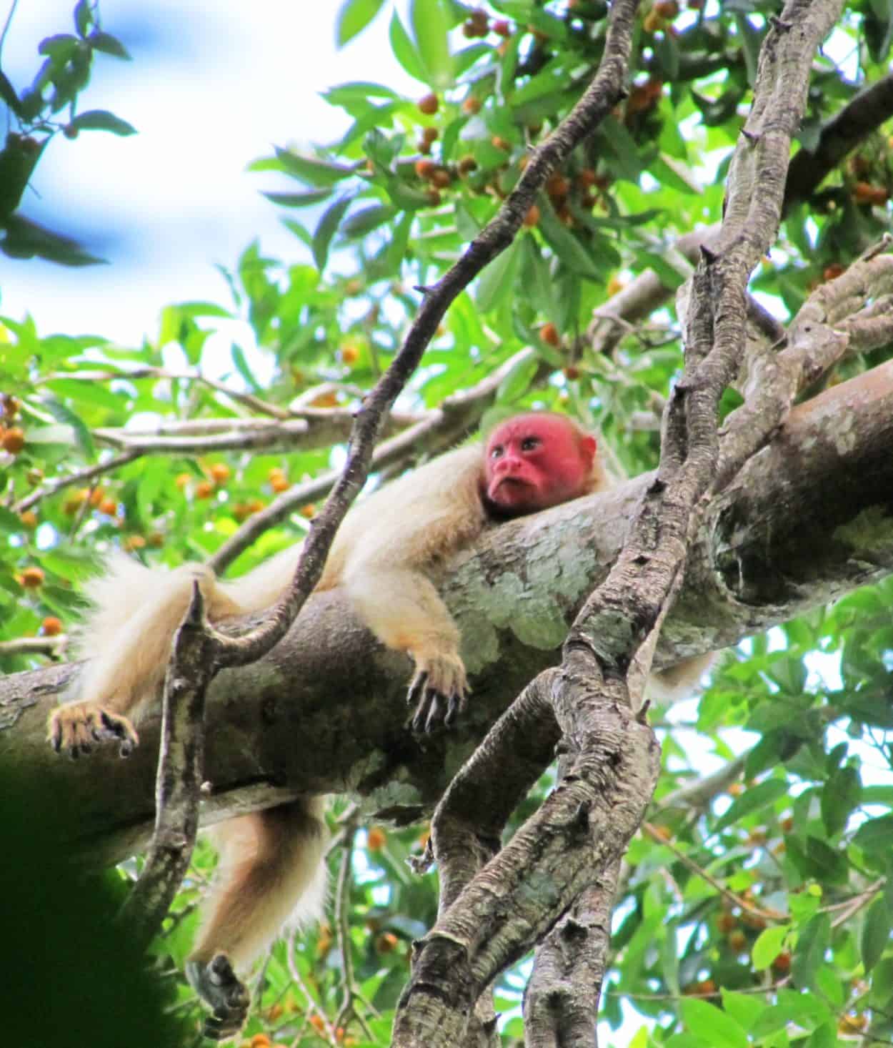 Can tourists help conserve bald uakaris? - The Wildlife Society