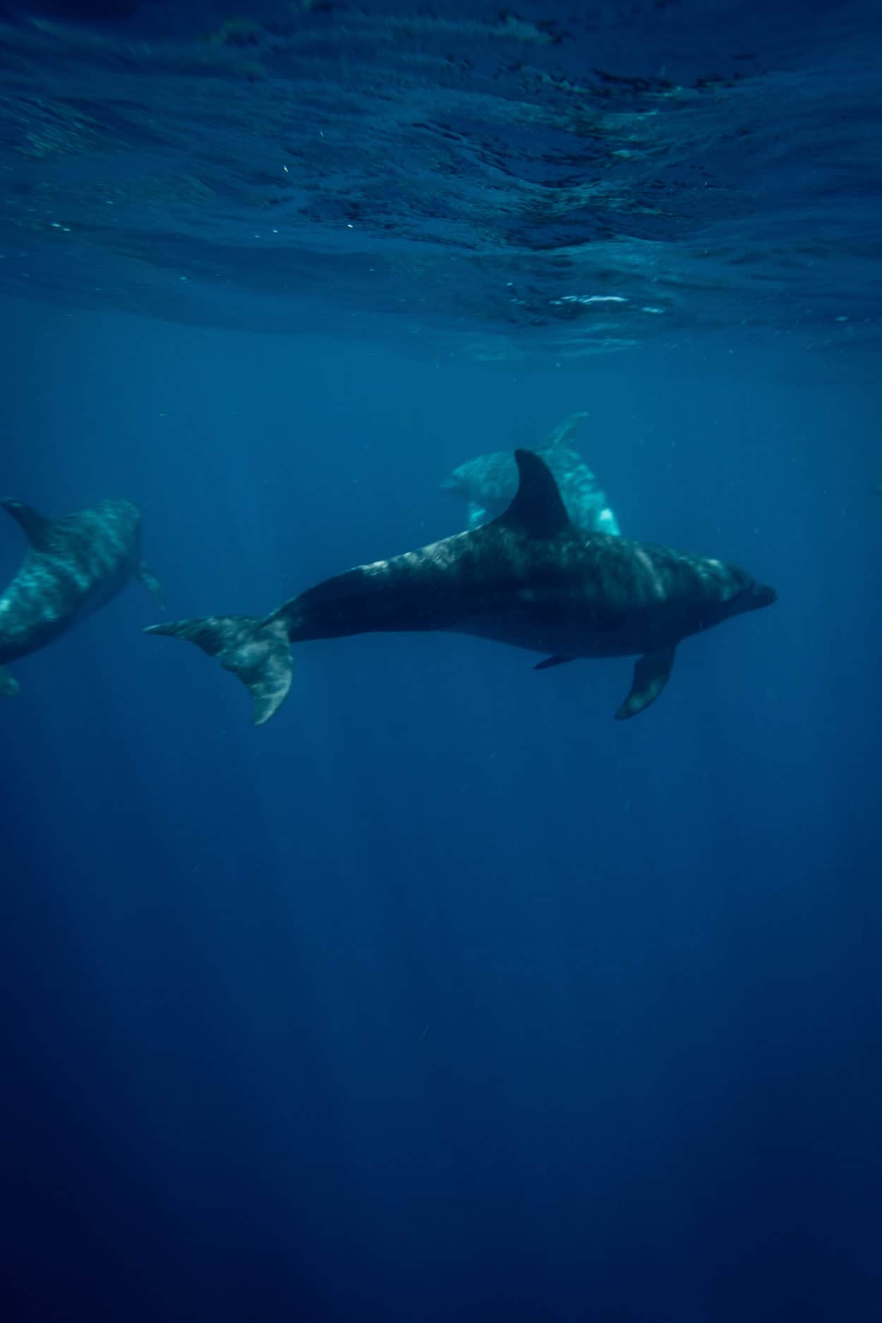 Wild Cam: Tracking Venezuelan dolphins - The Wildlife Society
