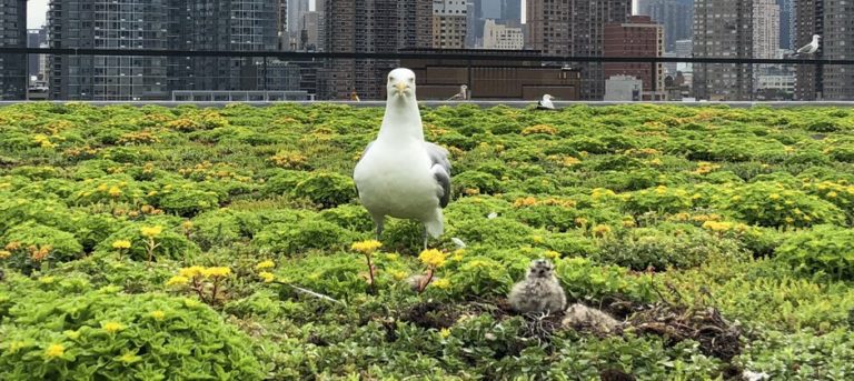 TWS2021: NYC green roof provides ample gull habitat - The Wildlife Society