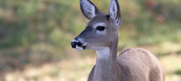 CWD found in Alabama deer - The Wildlife Society
