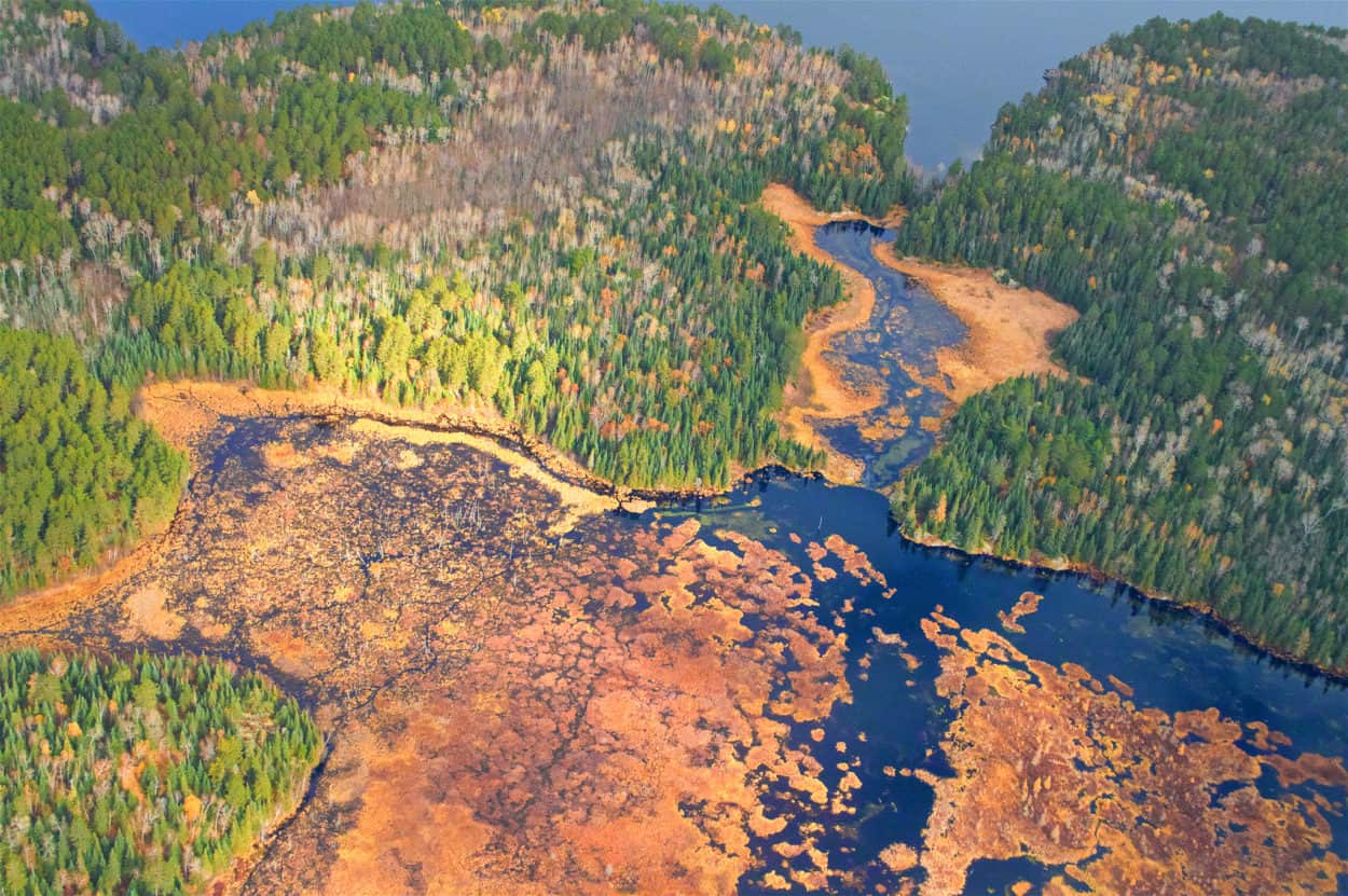 Beavers help restore Minnesota ecosystems - The Wildlife Society