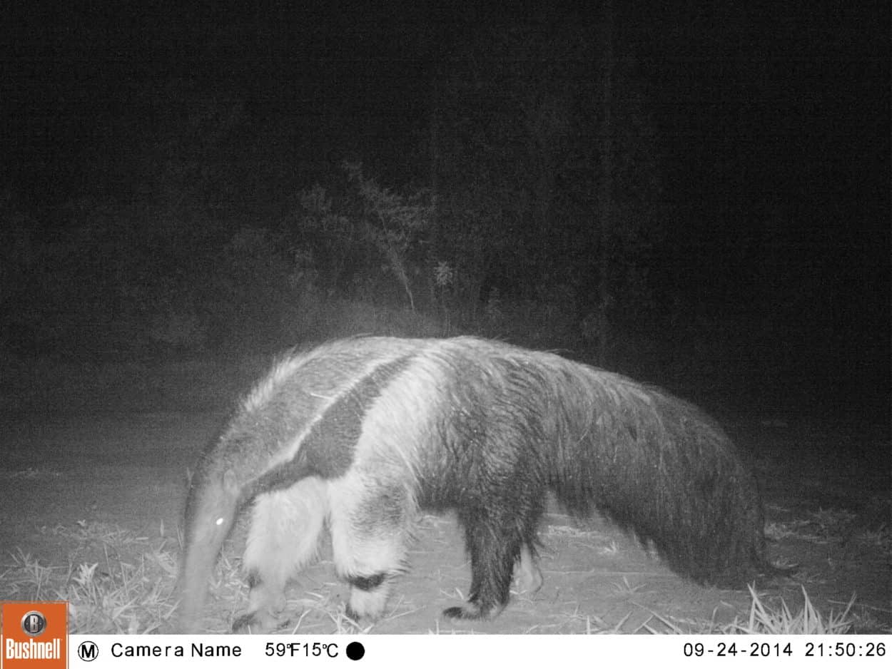 Wild Cam: Human development limits giant anteater populations - The Wildlife Society
