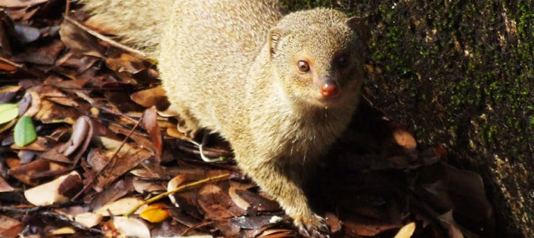 Invasive mongoose raises concerns in Kauai - The Wildlife Society