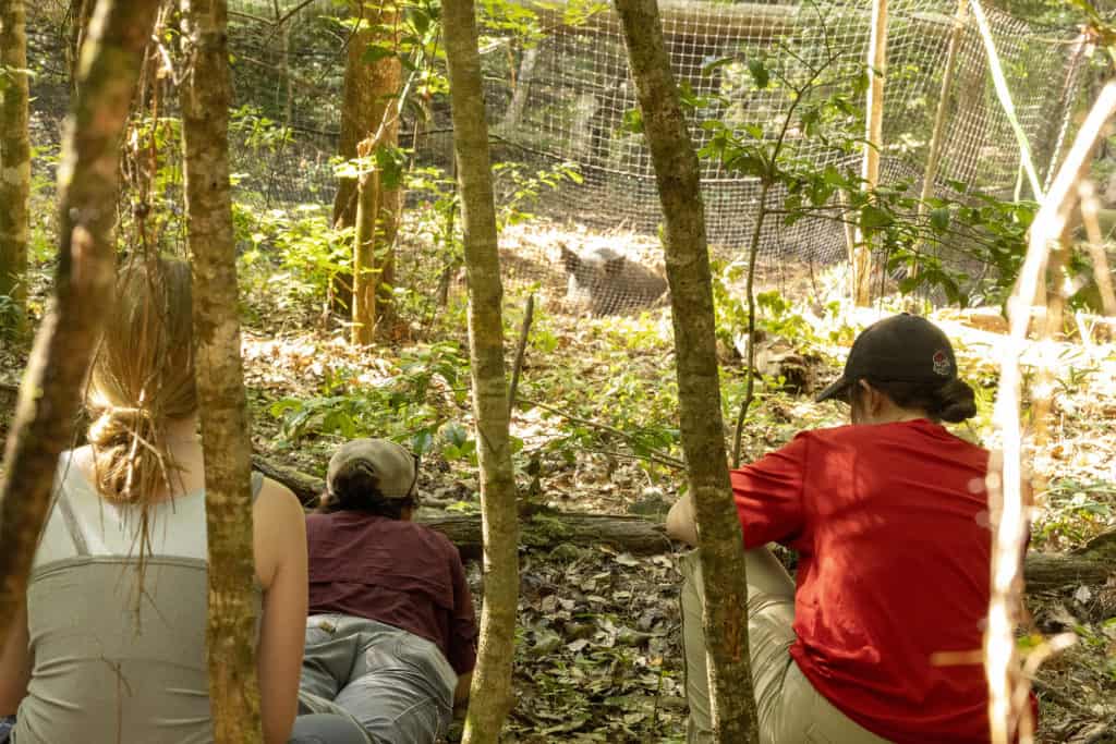 Learning about wild pig movements can aid management - The Wildlife Society