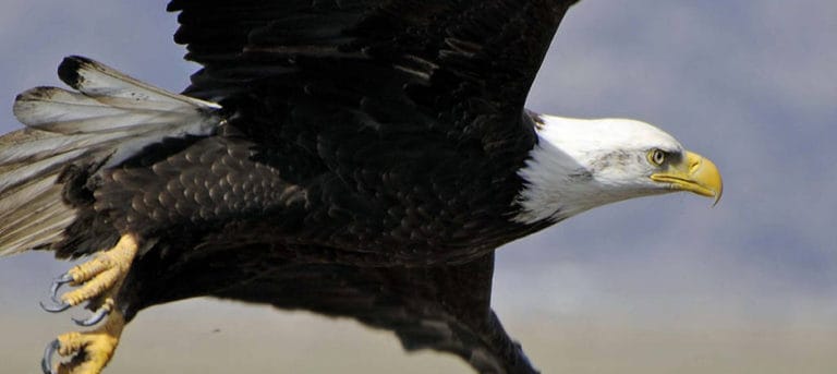 Lead diminished bald eagle recovery and continues to pose risks - The ...