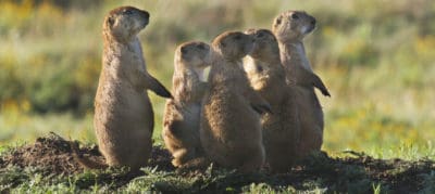 Black-tailed prairie dogs aren’t plague reservoirs - The Wildlife Society